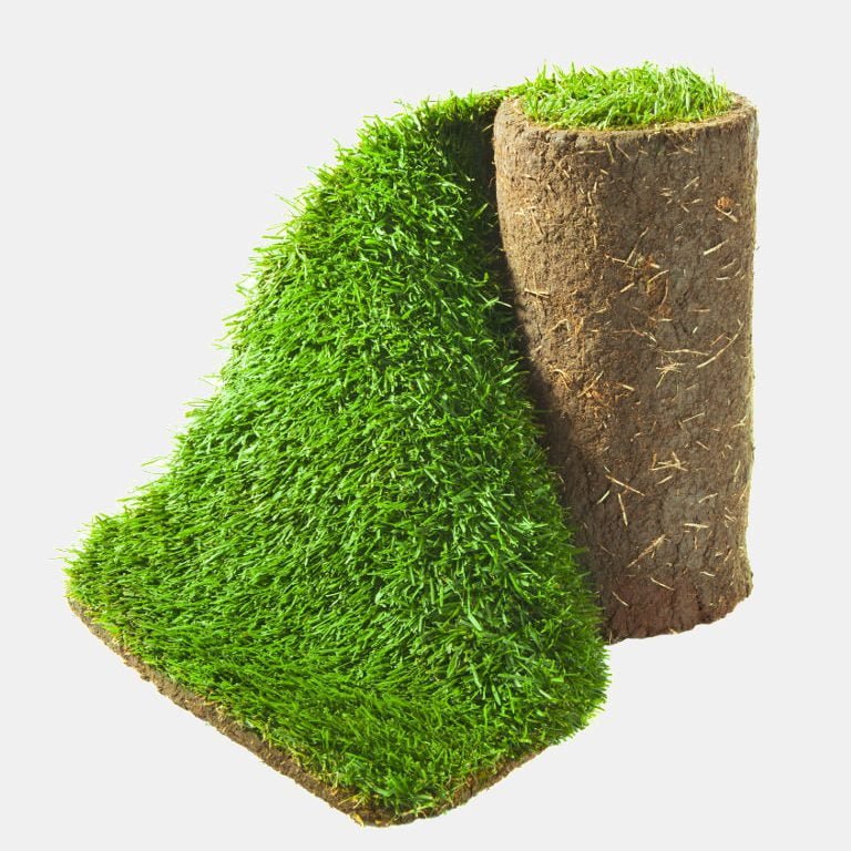 Nos 3 variétés de gazon naturel en rouleau - La Gazonnière